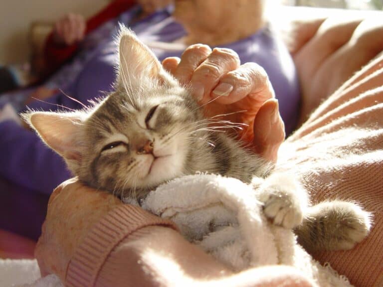 Exploring Feline Rehabilitation and Physical Therapy | Animal Hospital ...